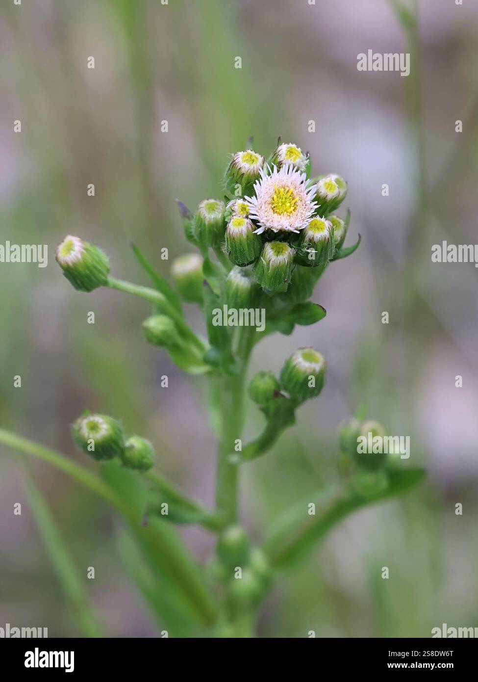 Erigeron acris, also called Erigeron acer, commonly known as Blue ...