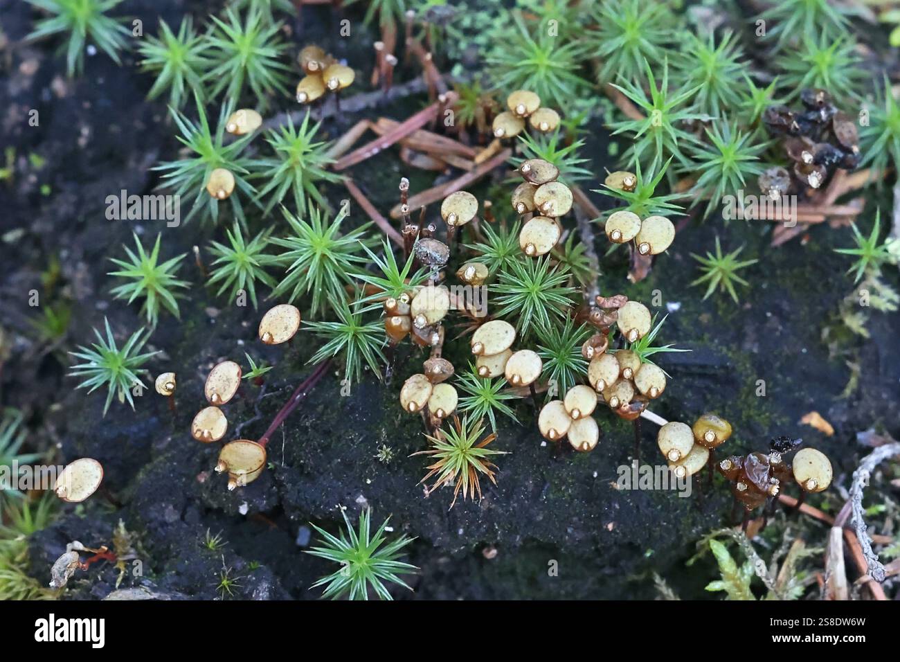 Buxbaumia aphylla, commonly known as bug moss, bug-on-a-stick ...