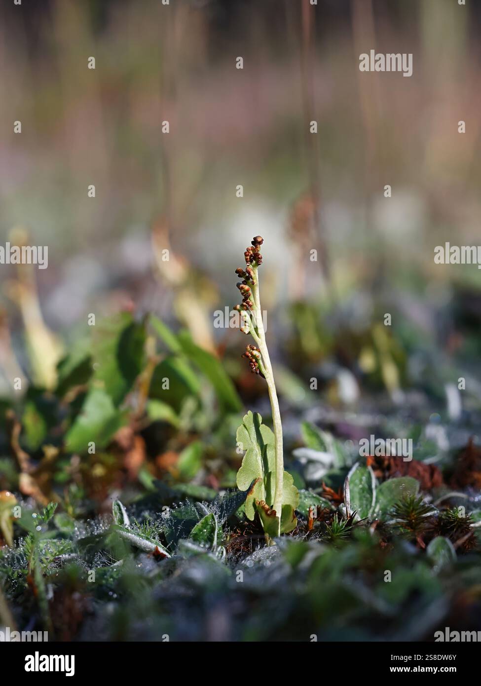 Botrychium lunaria, known as moonwort or common moonwort, wild plant ...