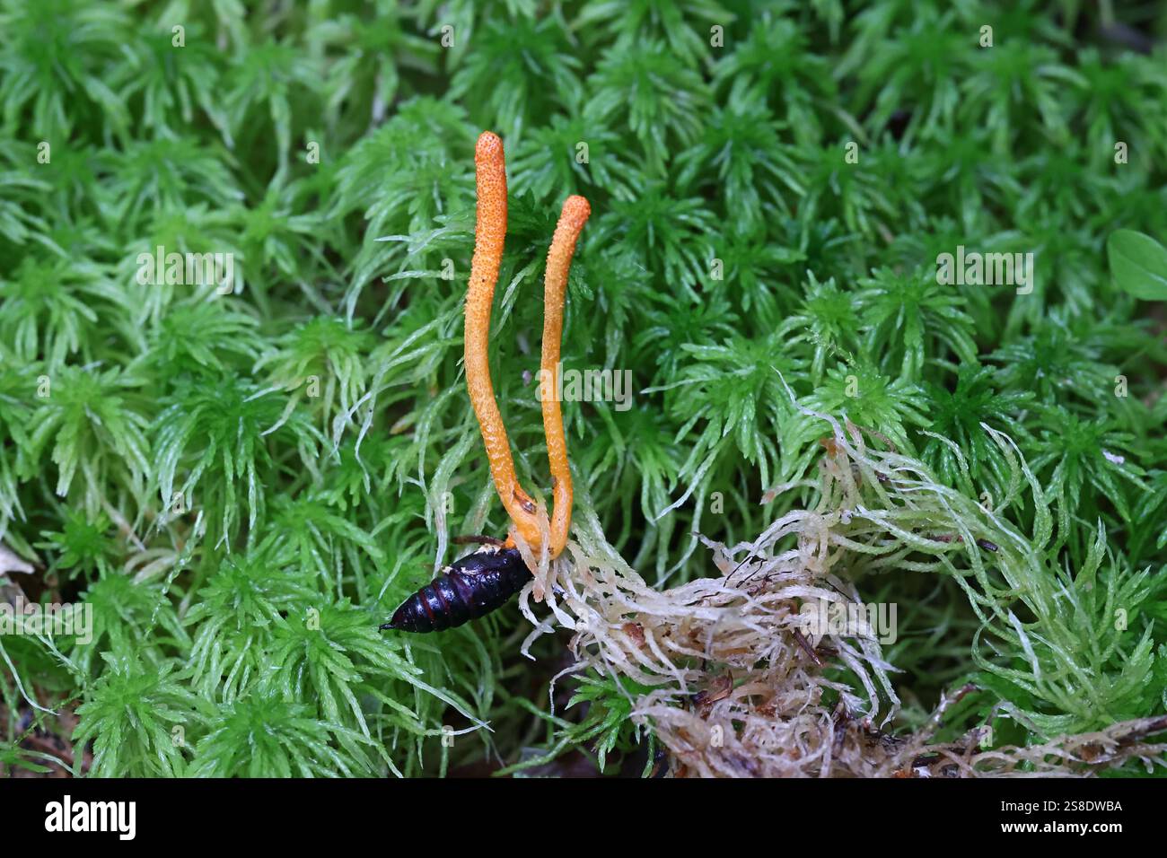 Cordyceps militaris, commonly known as Scarlet Caterpillar Club ...