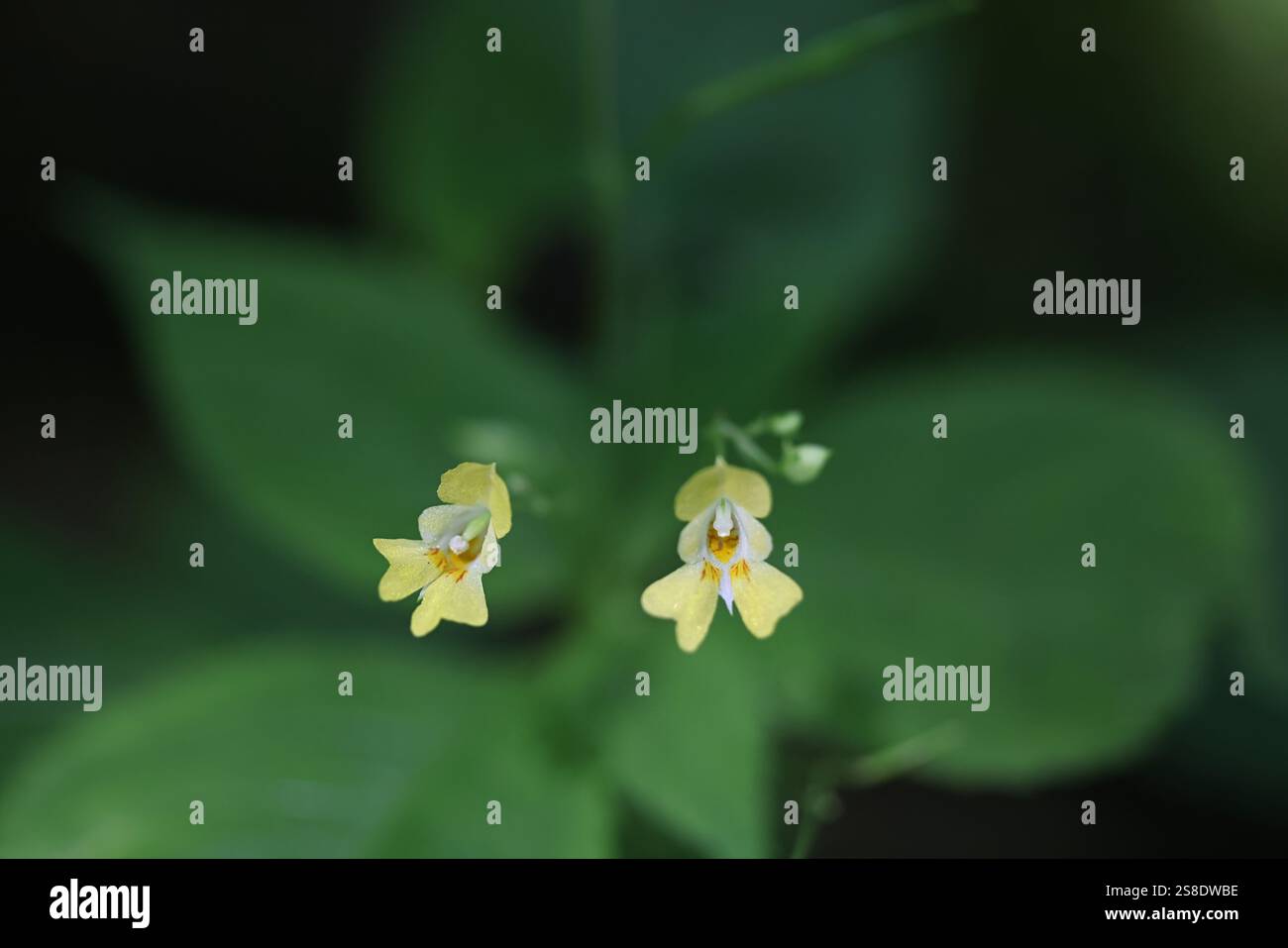 Small balsam, Impatiens parviflora, also known as Smallflower ...