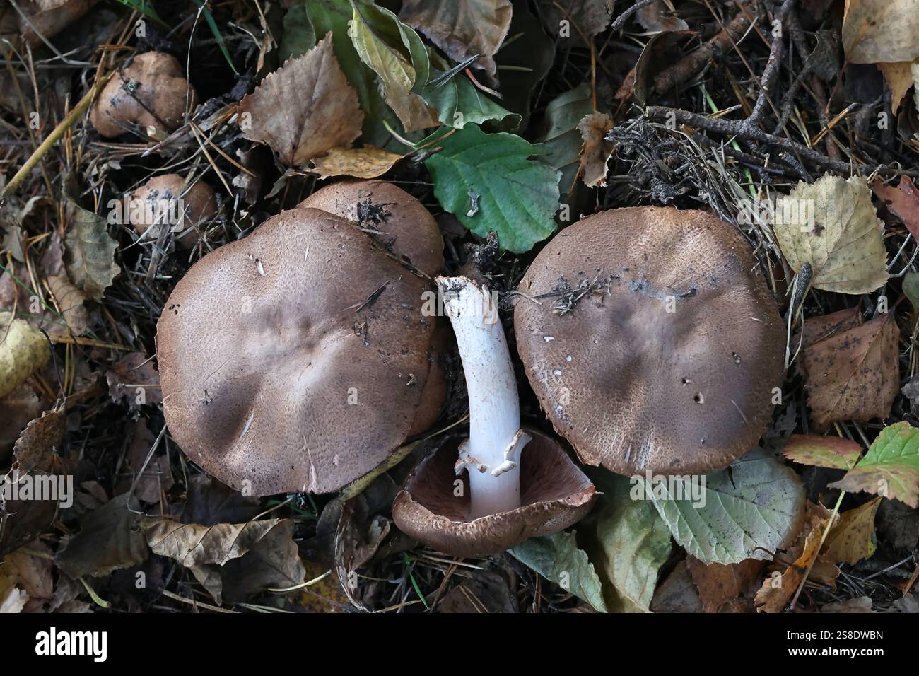 Agaricus silvaticus, commonly known as scaly wood mushroom, blushing ...