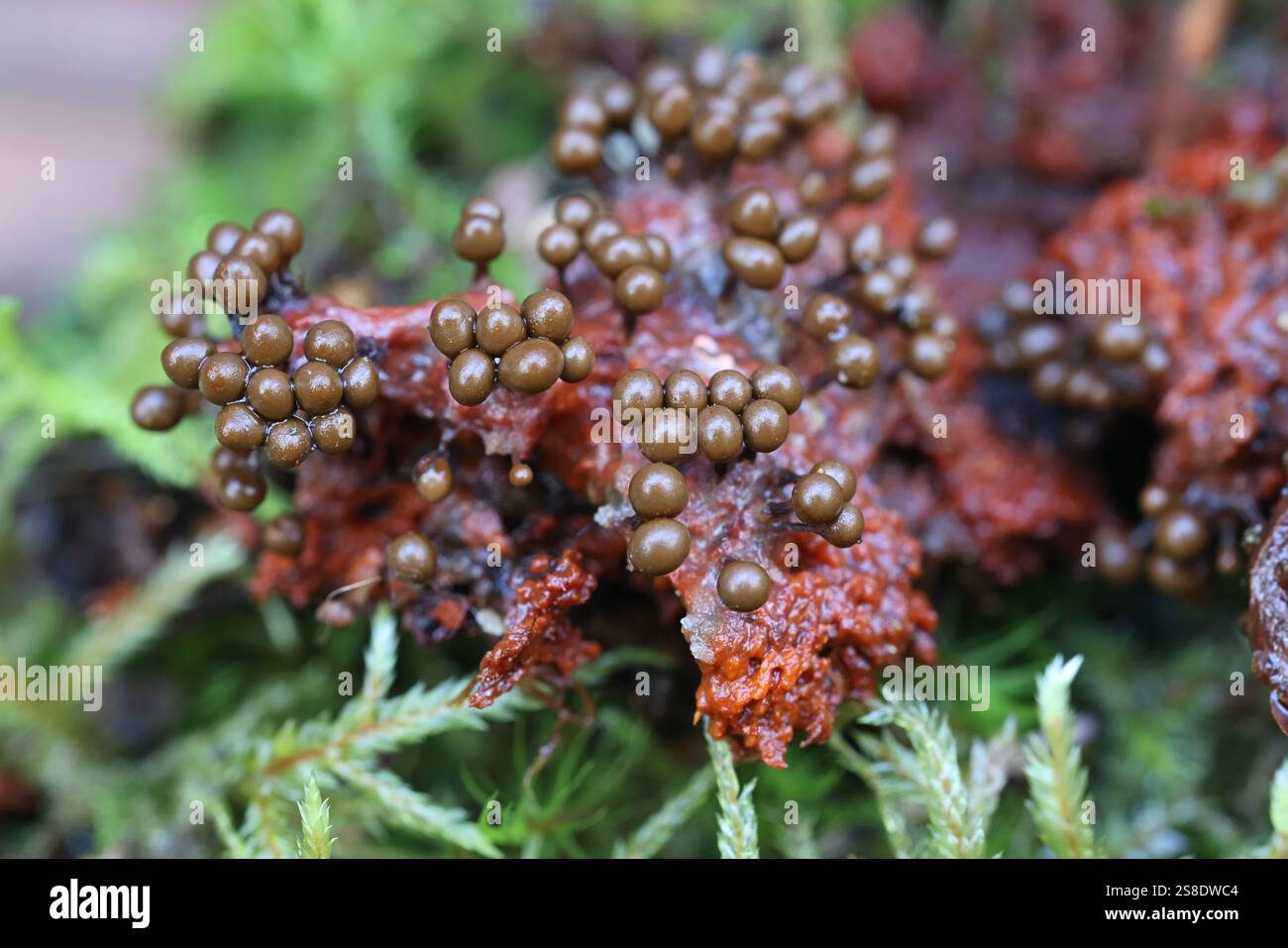 Hemitrichia decipiens, also called Trichia decipiens, slime mold from ...