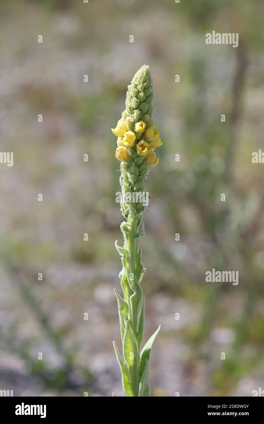 Verbascum thapsus, commonly known as Great Mullein, Aaron’s rod or ...