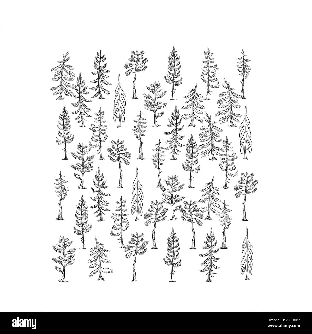 Outline sketch spruce and pine Trees, executed in both Black and White ...