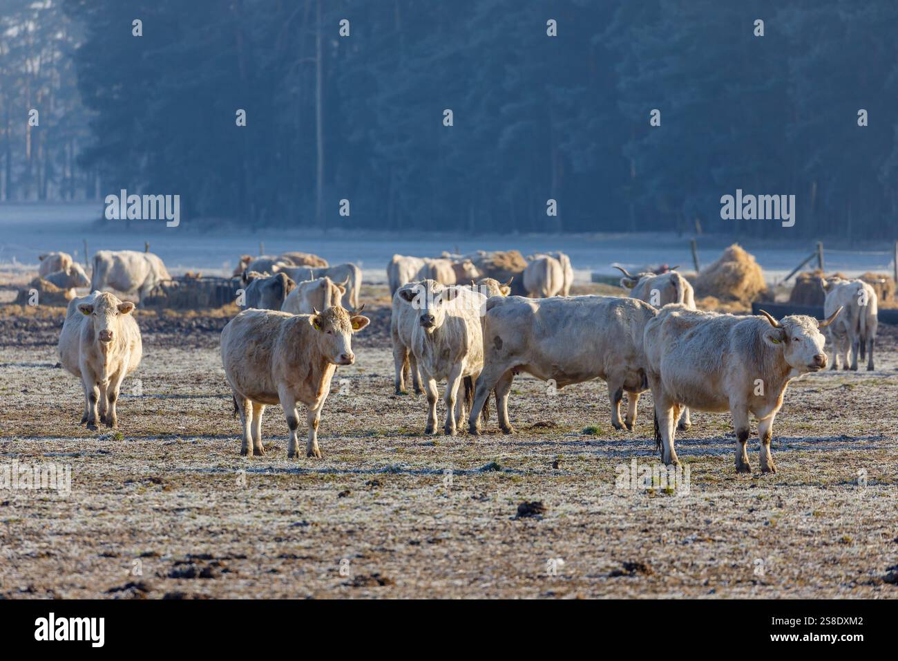 Wetter in Brandenburg DEU/Deutschland/Brandenburg/Briesen, 22.01.2025 ...