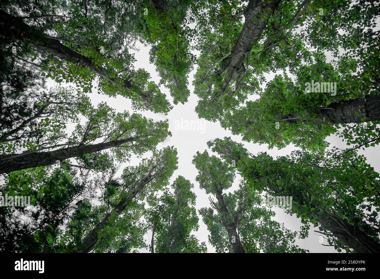 Looking Up at a Circular Tree Canopy with Symmetrical Crowns in a ...