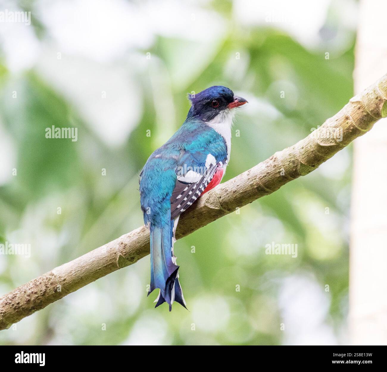 Trogan bird hi-res stock photography and images - Alamy