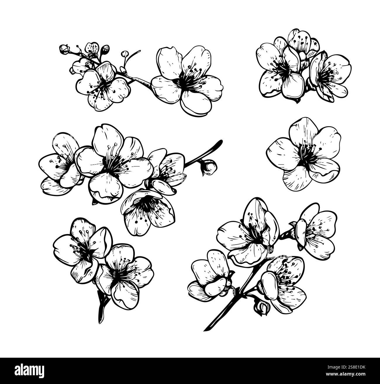 sakura flower line art. Cherry blossom japanese hand drawn Stock Vector ...