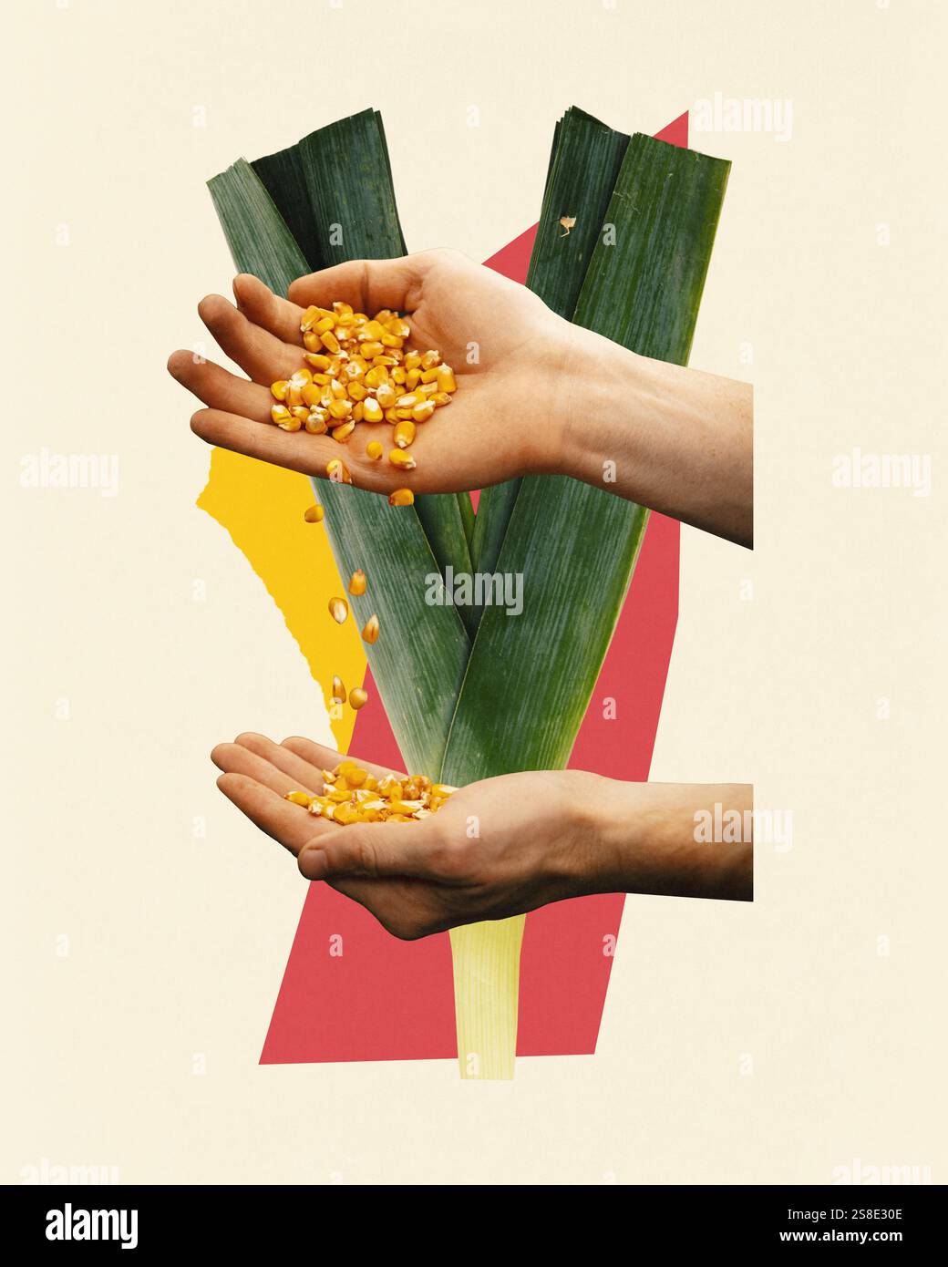 Collage featuring hands pouring corn kernels, layered with green leaves ...