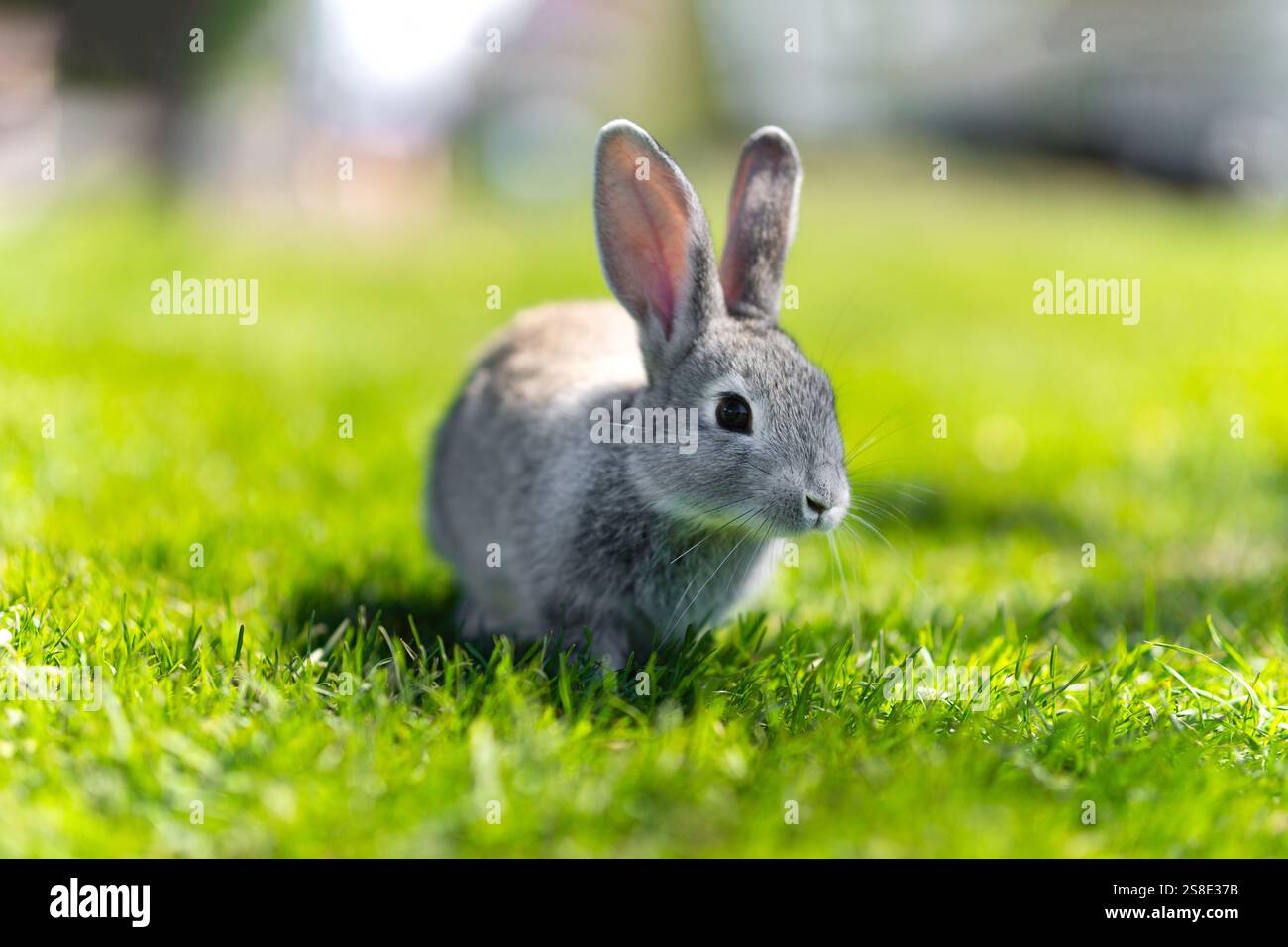 Portrait of a cute fluffy gray rabbit with ears on a natural green ...