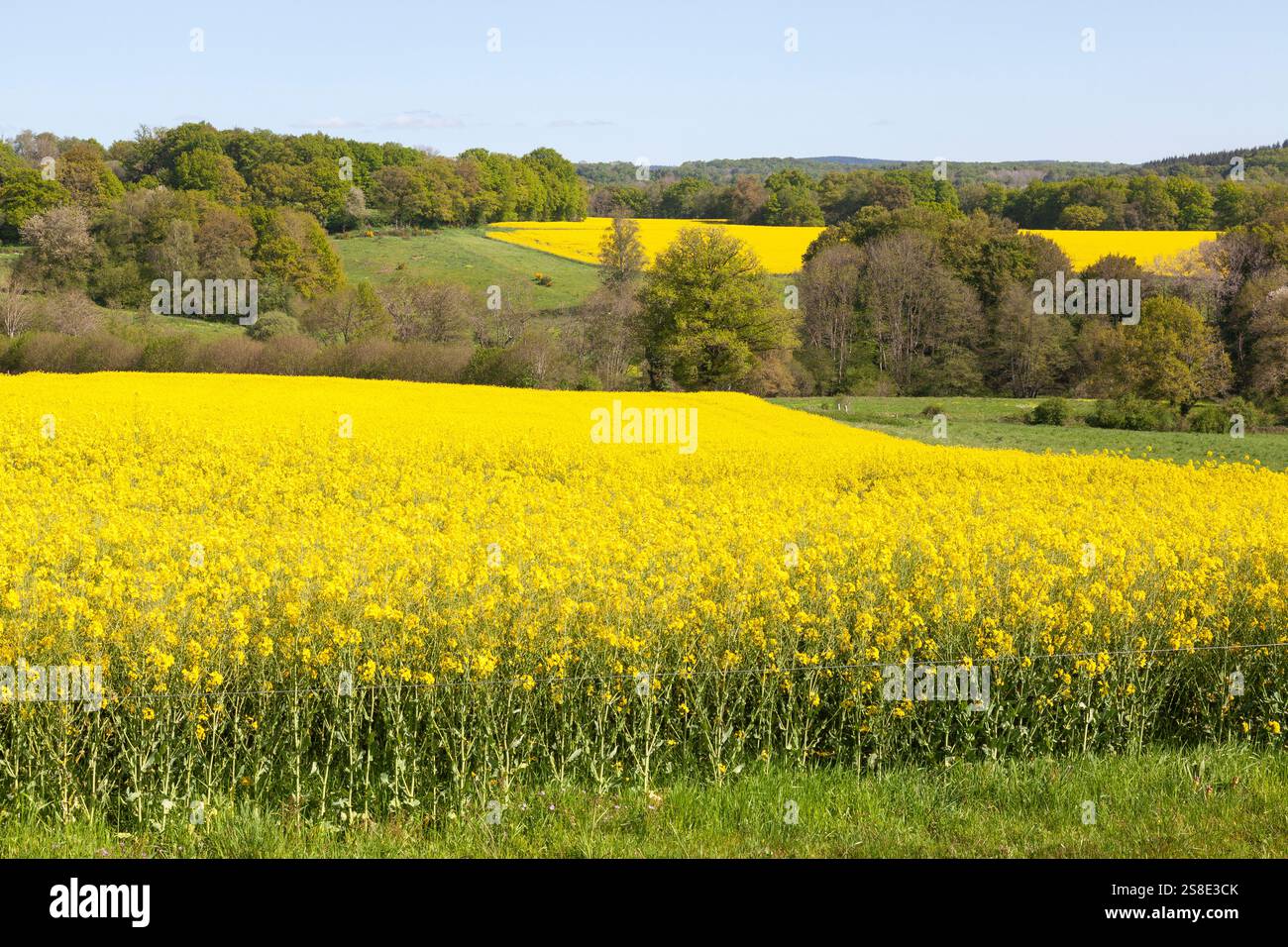 Colourful fields of yellow rapeseed, rapaseed, Colza, Canola (Brassica ...
