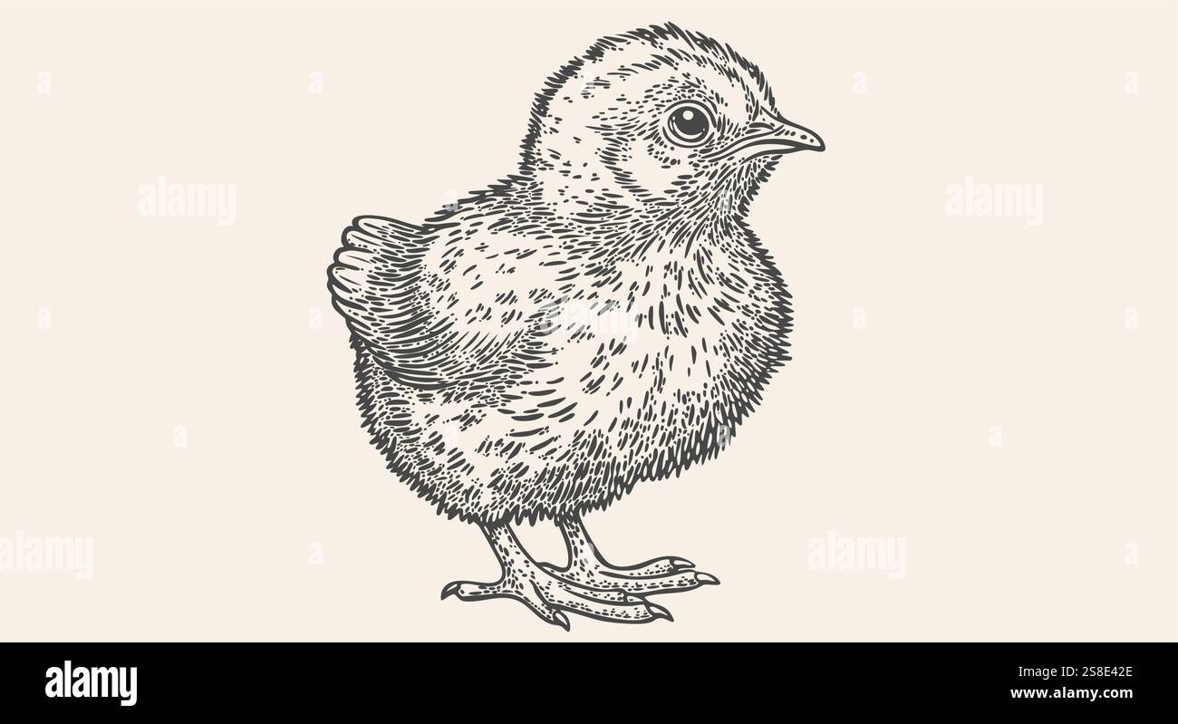Chick. Chicken chick, sketch drawing Stock Vector Image & Art - Alamy