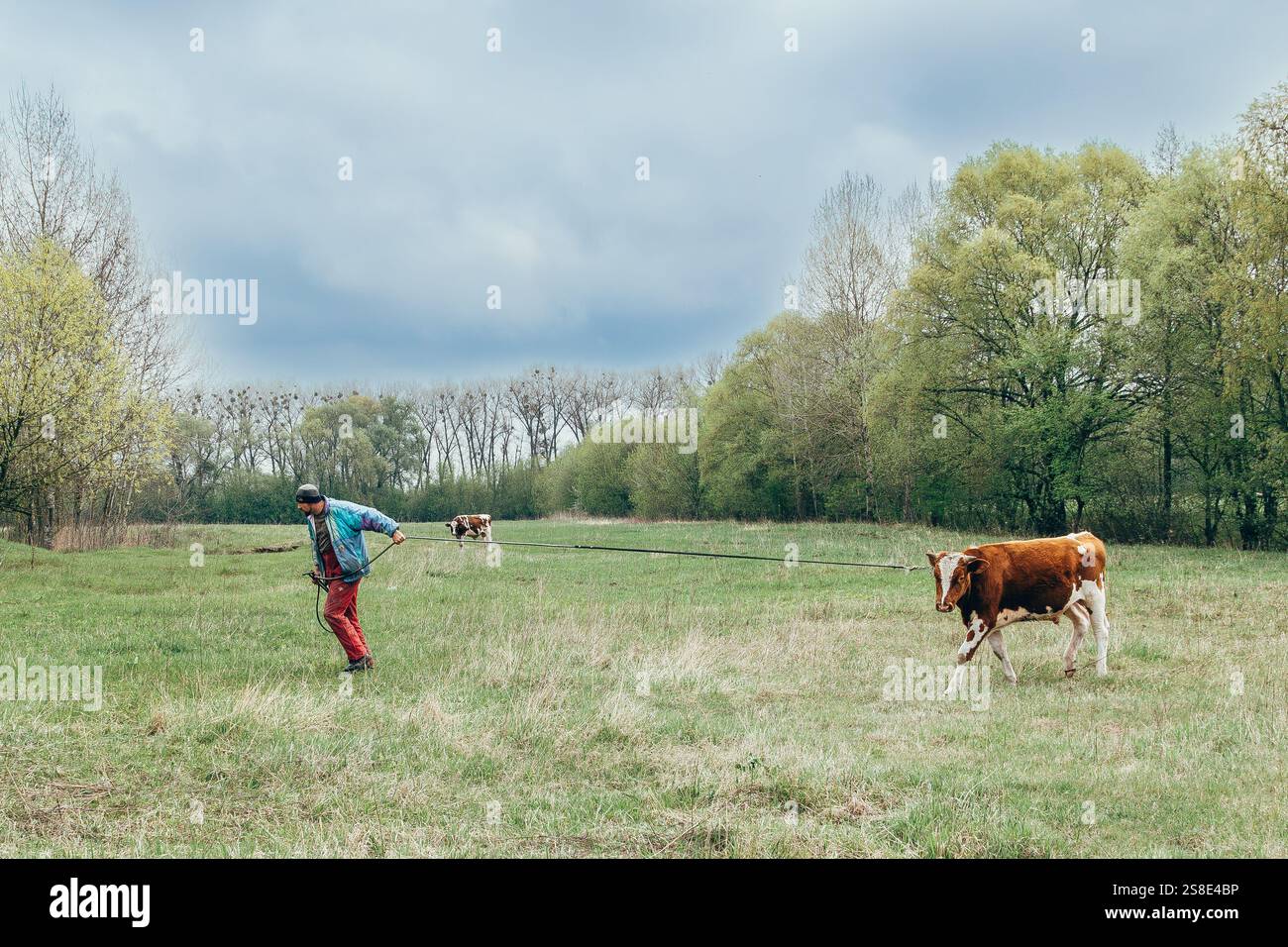 Farmer using rope to lead cow in grassy rural landscape. Trees and ...