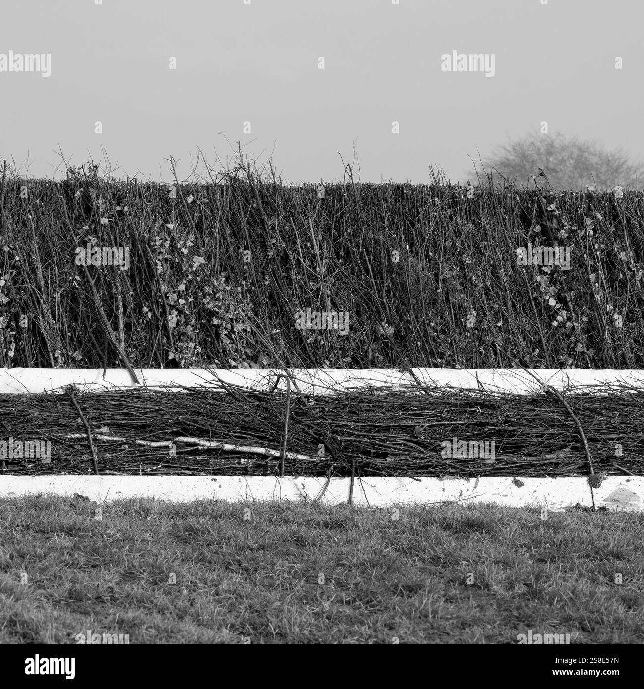 Black horse monochrome Black and White Stock Photos & Images - Alamy