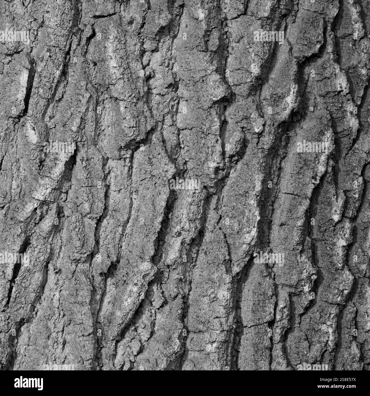 Oak tree bark, square, black and white Stock Photo - Alamy