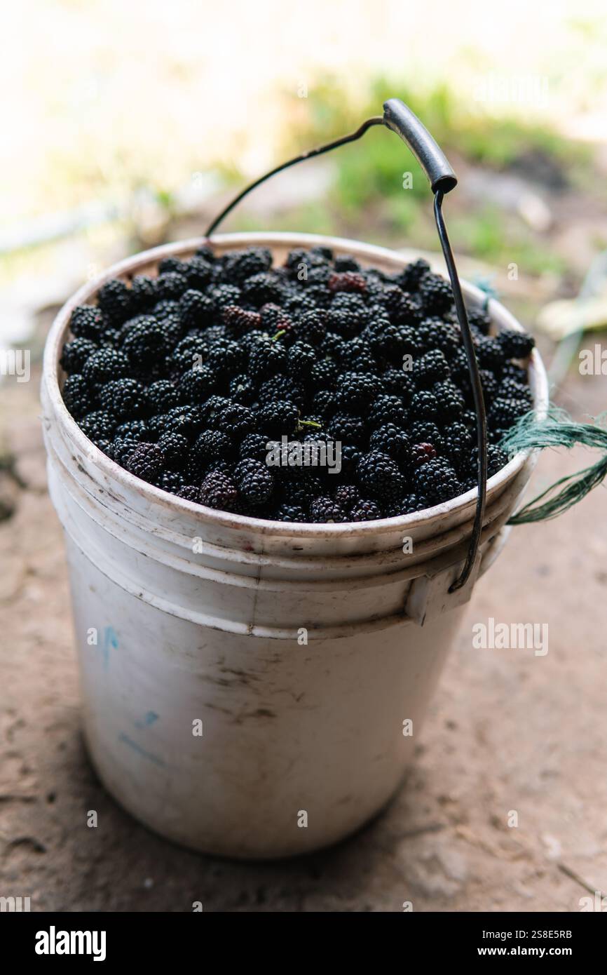 A white bucket filled to the brim with freshly picked blackberries ...