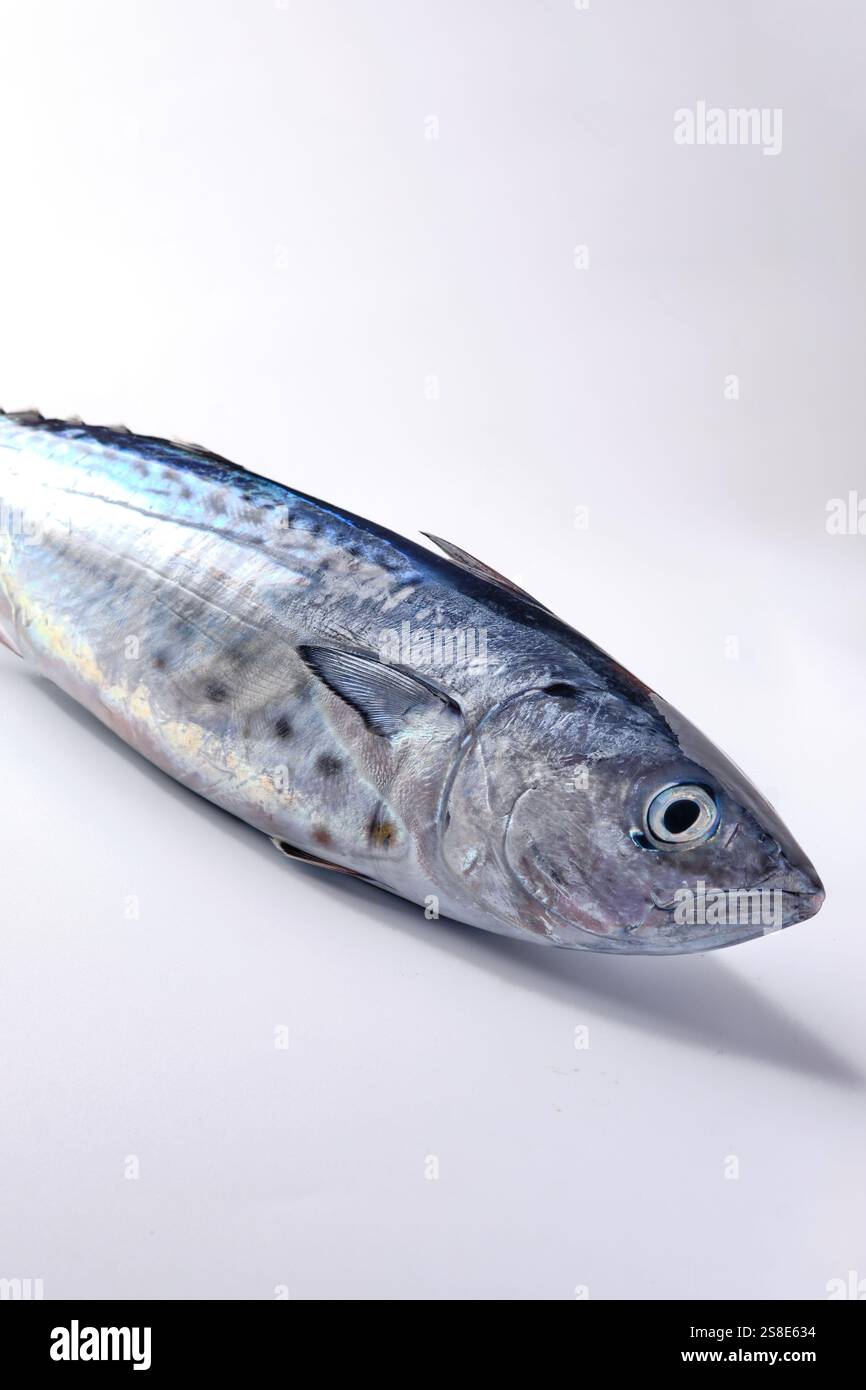 A close-up shot of a silvery fresh mackerel fish with smooth scales and ...