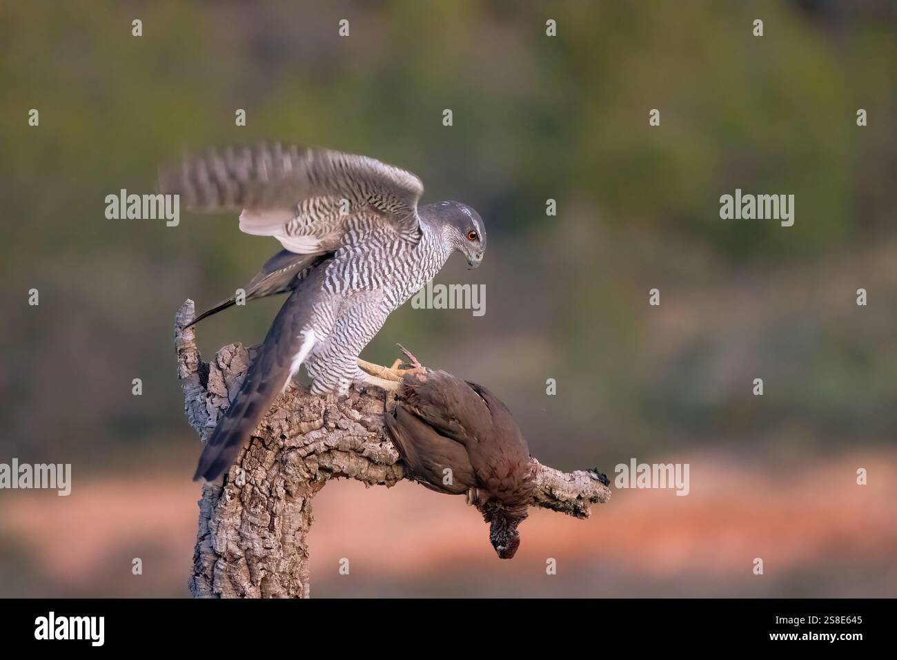 A striking Northern Goshawk female with sharp gray plumage perched on a ...