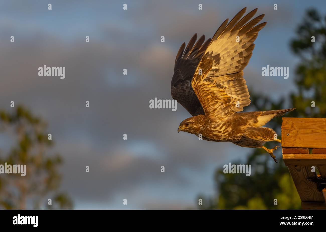 A majestic hawk takes off from a wooden perch at sunset, showcasing ...