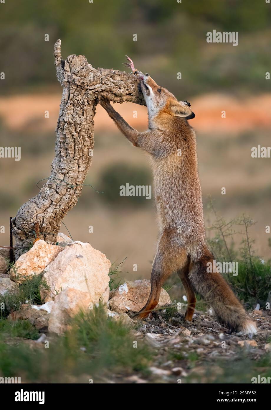 A red fox standing on hind legs, reaching up to retrieve prey from a ...