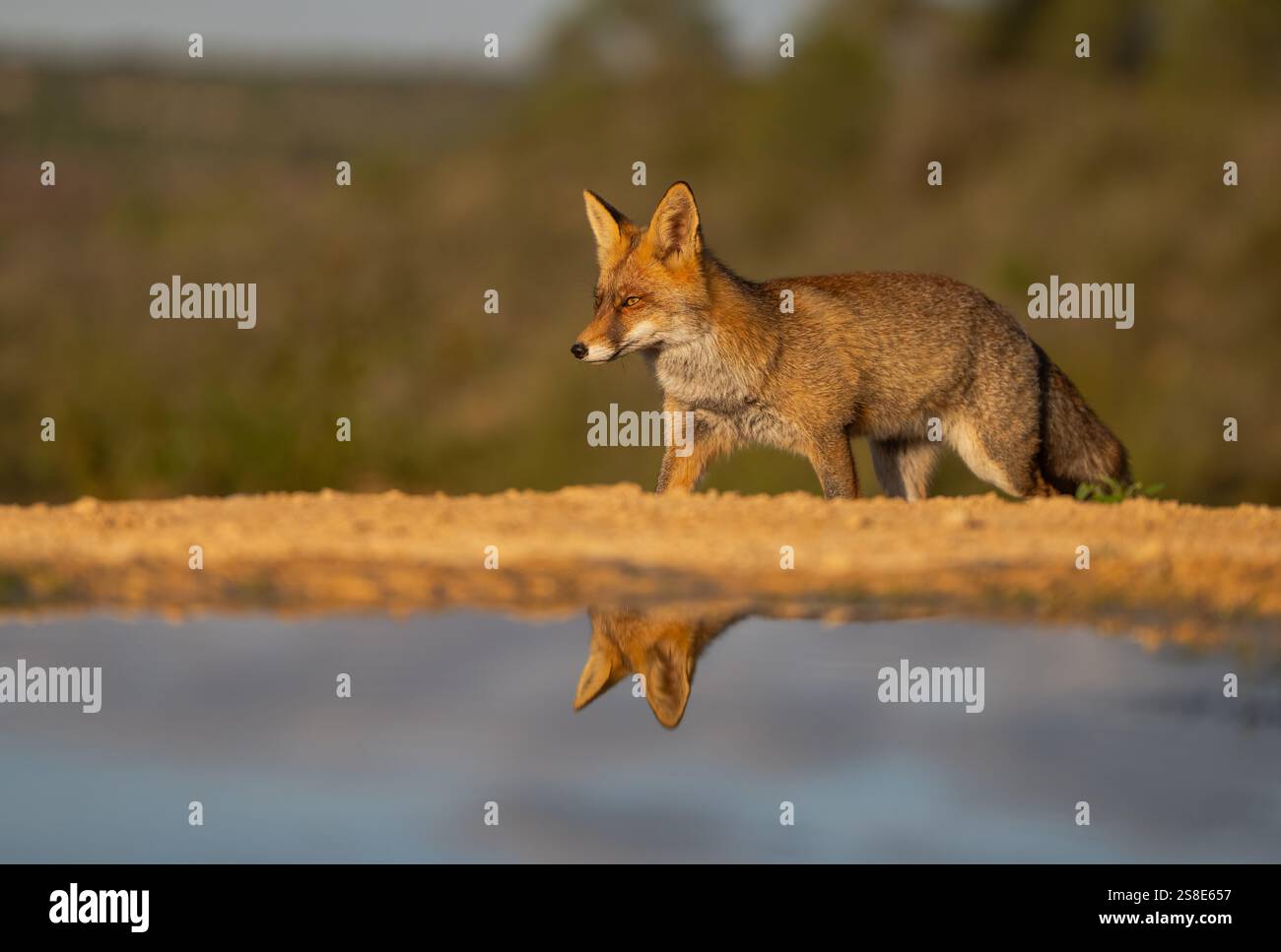 A vivid image of a fox at the water's edge, captured with its ...