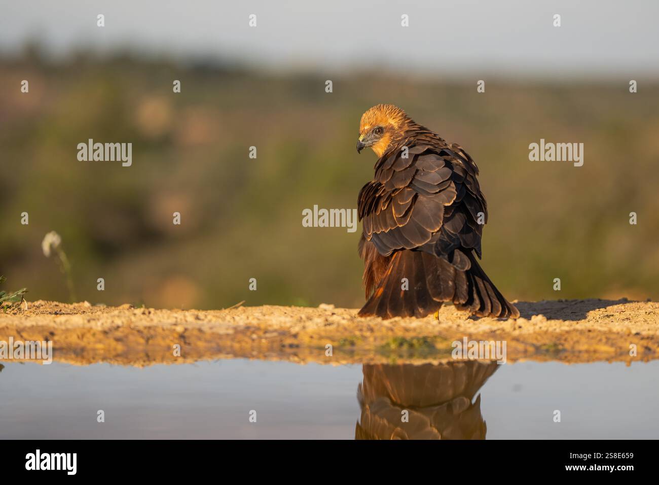 A majestic Golden Eagle rests near a tranquil water source, its ...