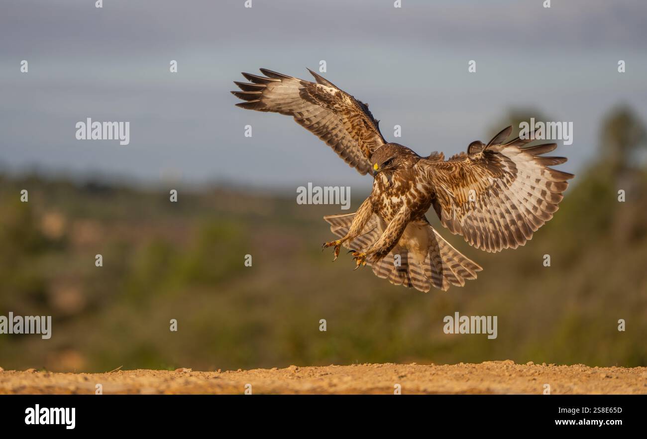 An impressive hawk descends gracefully with its wings fully extended ...