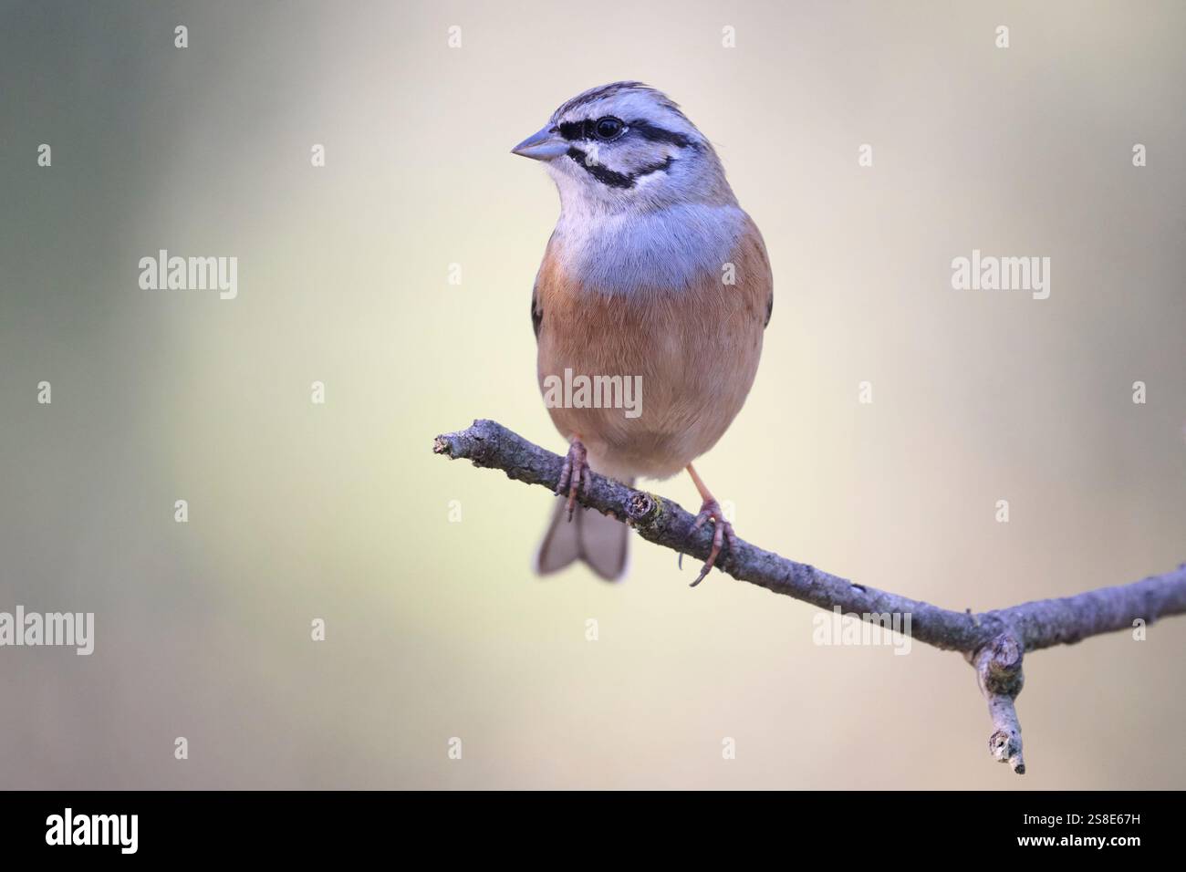A detailed view of a rock bunting, Emberiza cia, on a thin branch ...