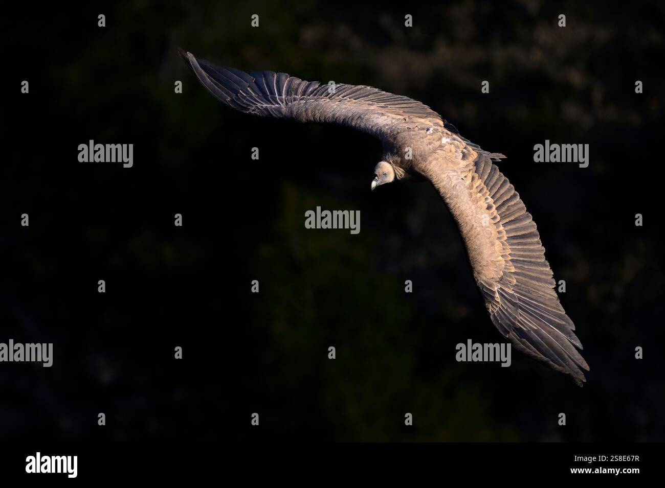 Aerial view of a Griffon Vulture flying gracefully over Alicante, Spain ...