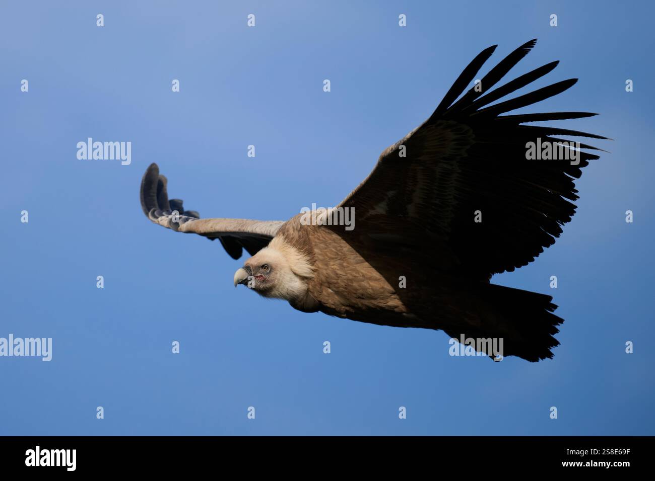 A majestic griffon vulture gliding gracefully through the clear blue ...