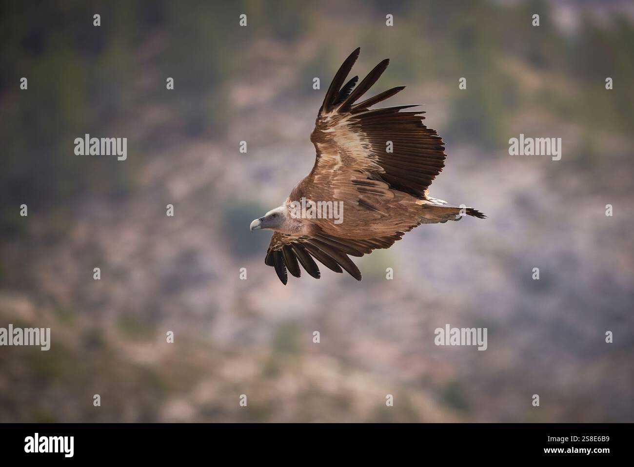 A majestic Griffon Vulture soars through the skies of Alicante, Spain ...