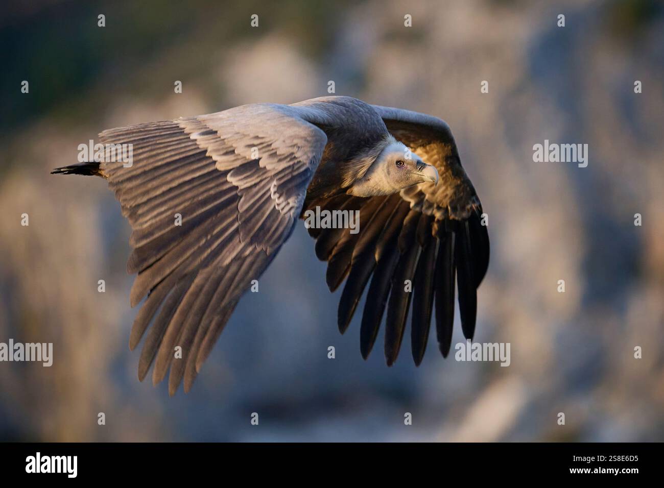 A Griffon Vulture gracefully soars over Alicante, Spain Captured in mid ...