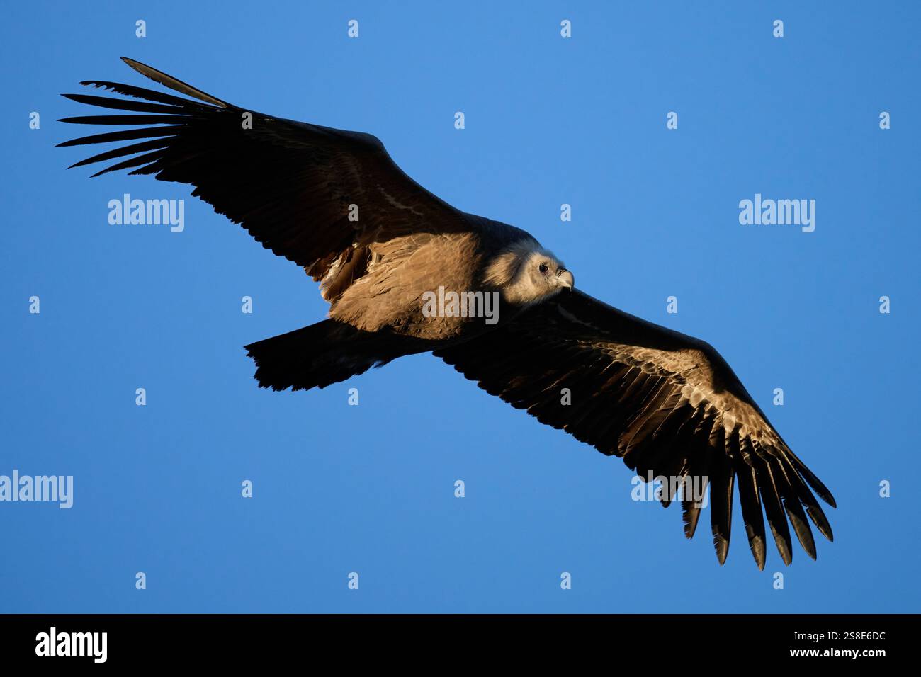 A griffon vulture glides effortlessly across a clear blue sky ...