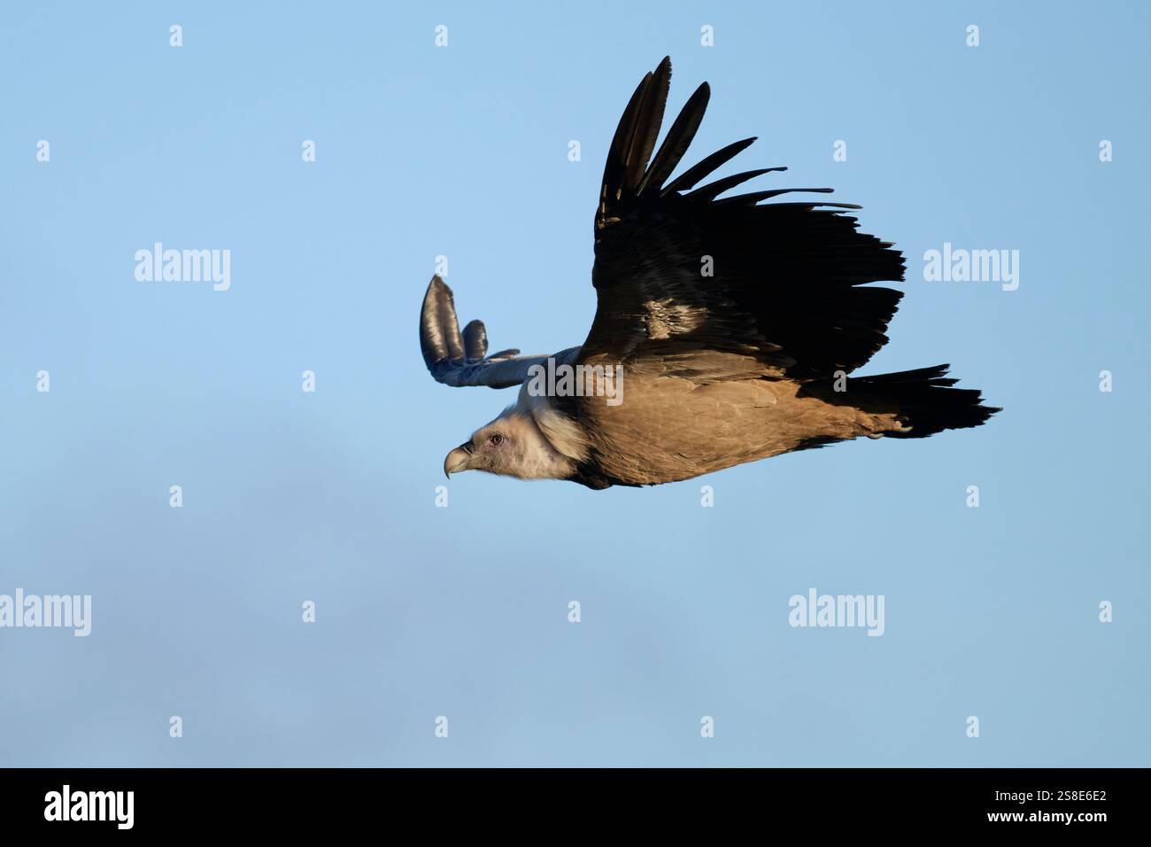A Griffon Vulture gracefully soars across the blue sky of Alicante ...