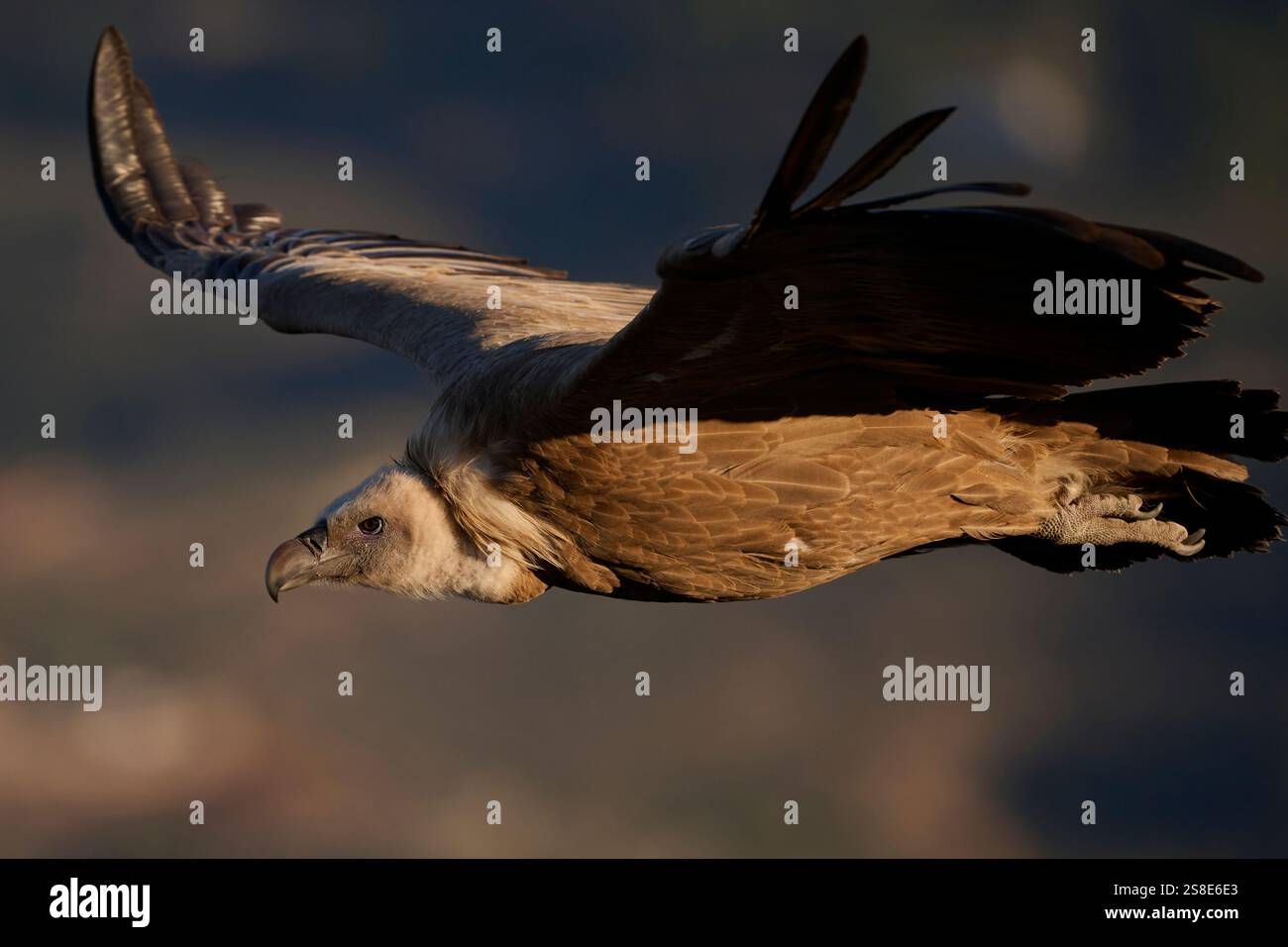 A Griffon Vulture gracefully soars over the diverse landscapes of ...