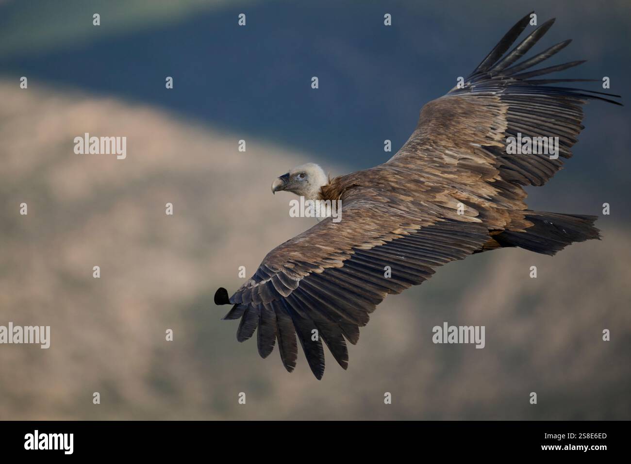 A Griffon Vulture soars over the rugged landscapes of Alicante, Spain ...