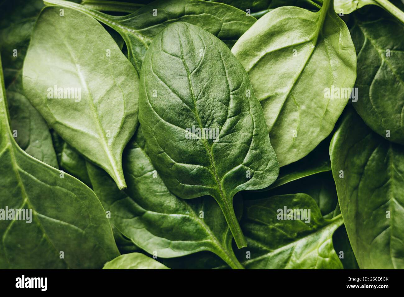 Close-up of fresh spinach leaves displaying vibrant green hues and ...