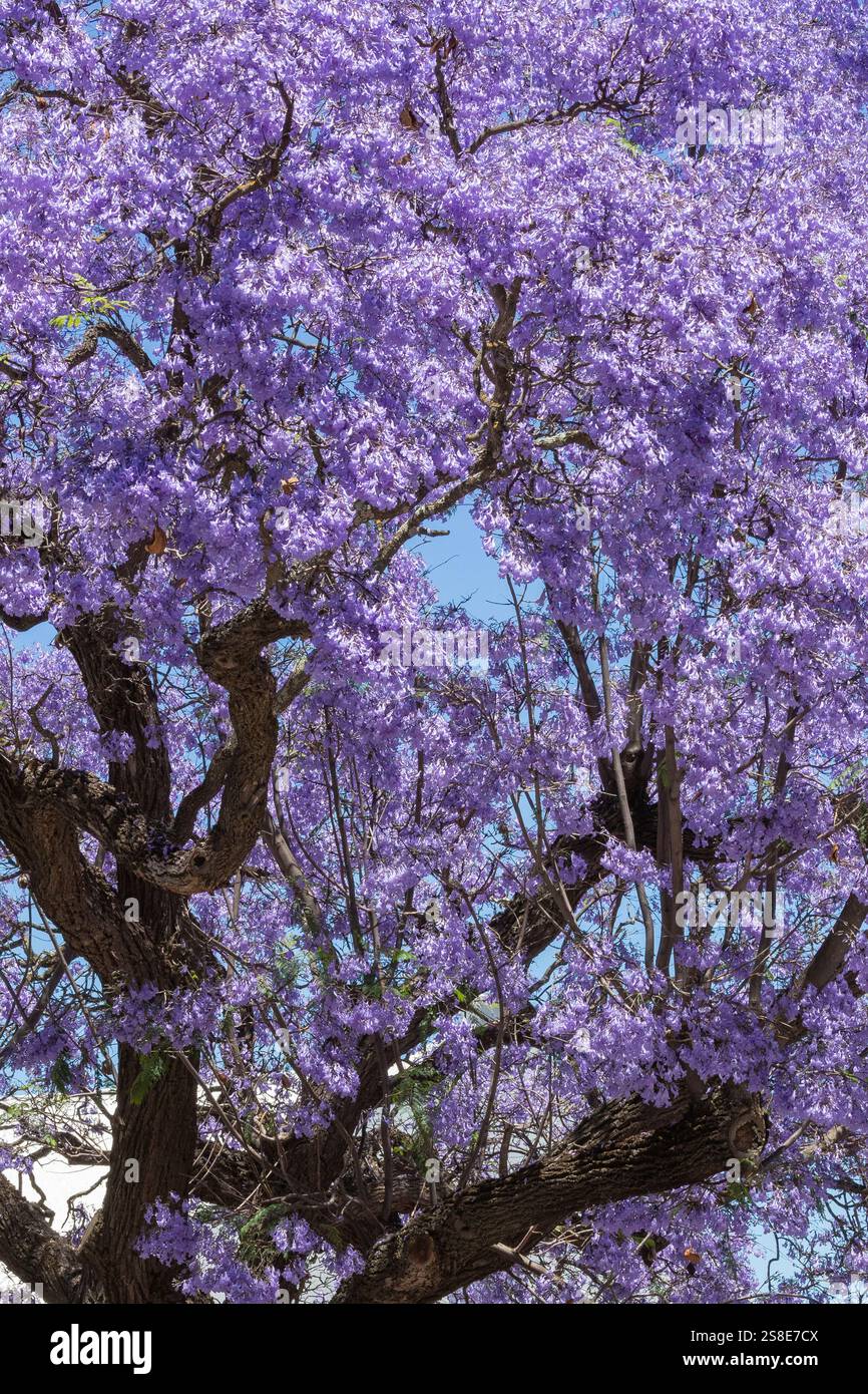 Purple flowering Jacaranda Tree (Jacaranda mimosifolia) in close up in ...