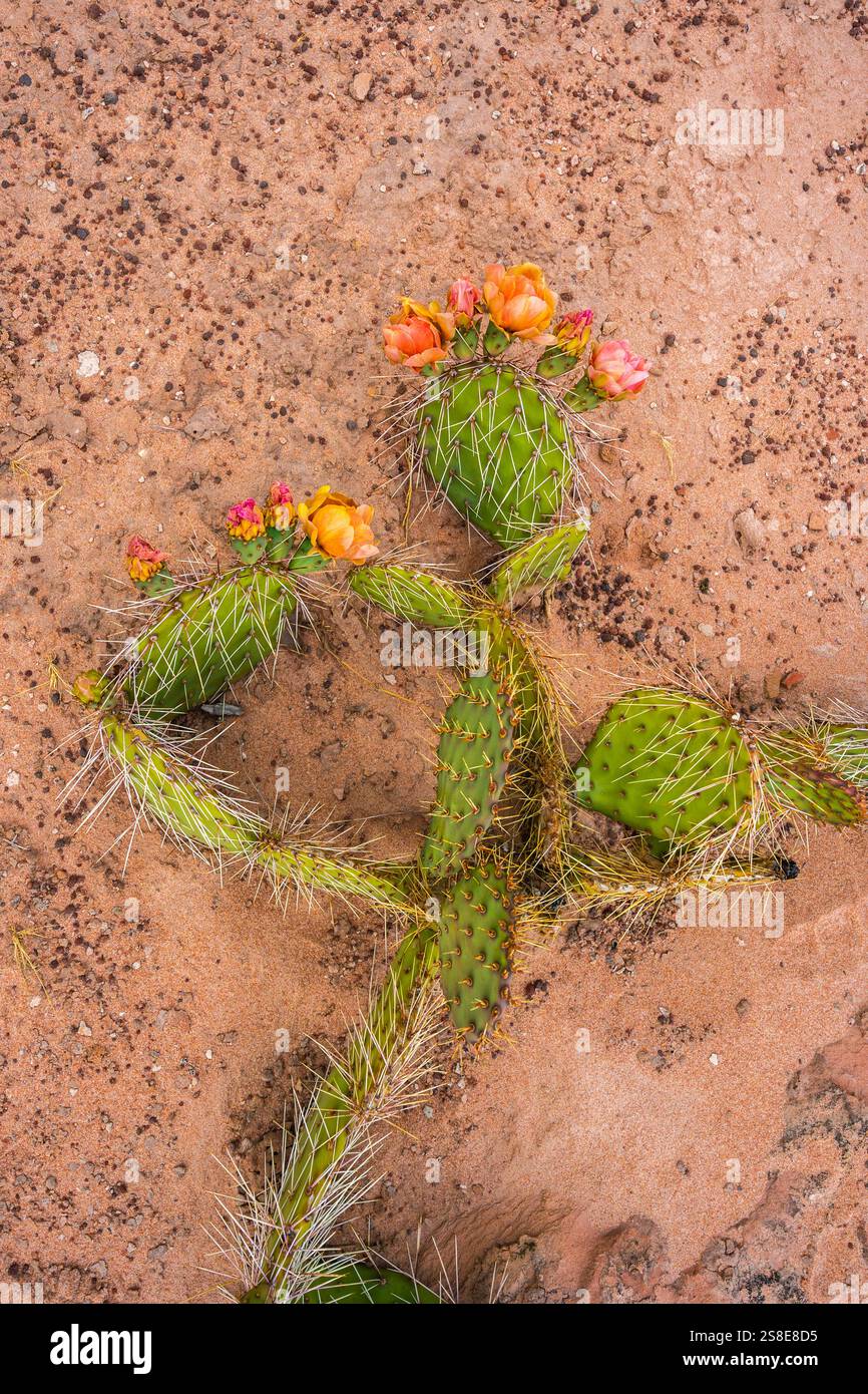 A colorful cactus blooms with vibrant orange flowers against a ...