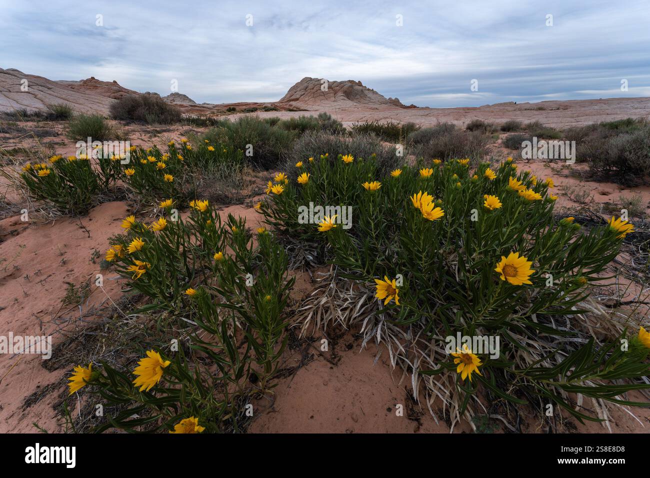 Vibrant desert sunflowers stand out against the eroded rock formations ...