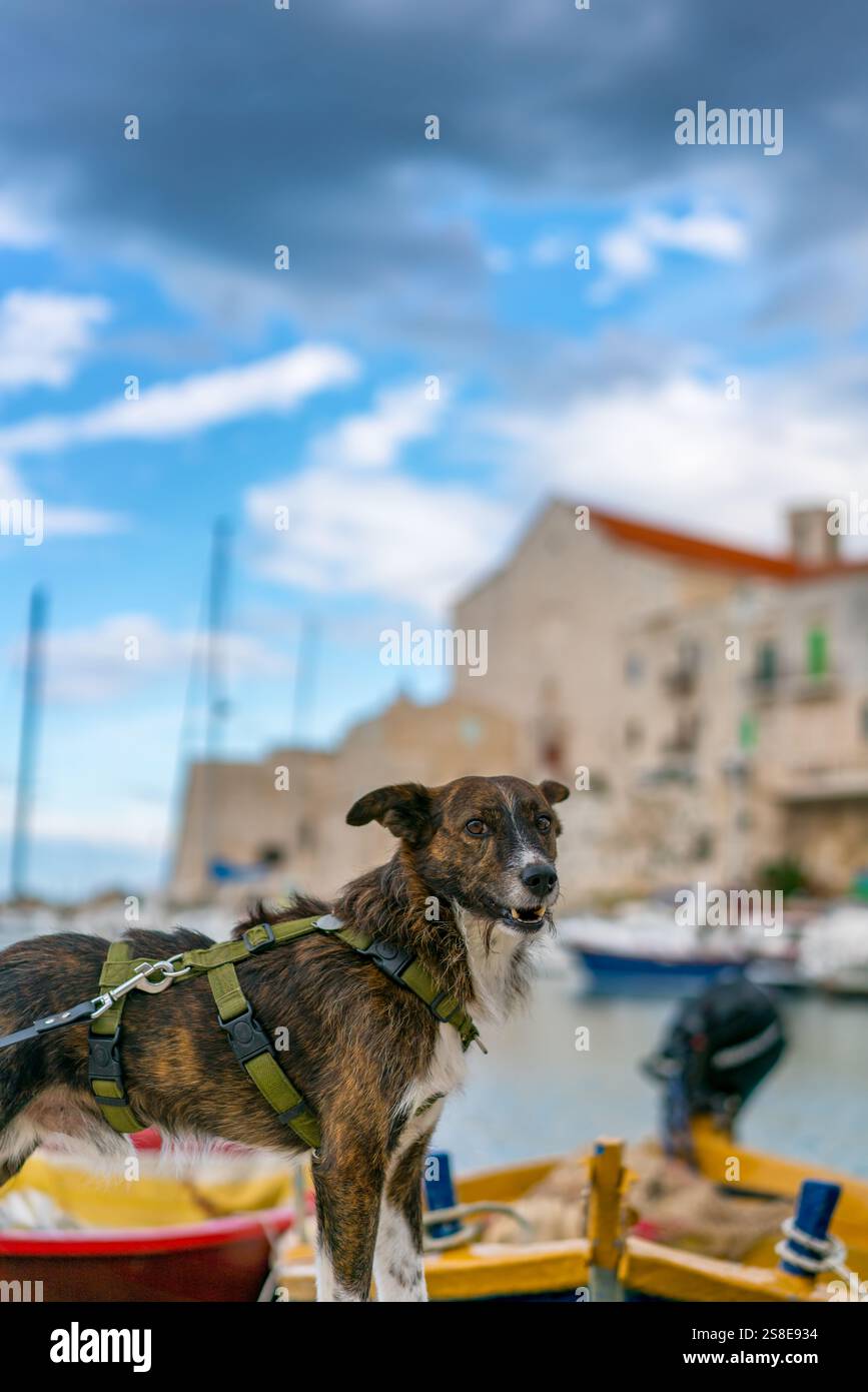 A charming dog stands on a boat in the picturesque Polignano a Mare ...