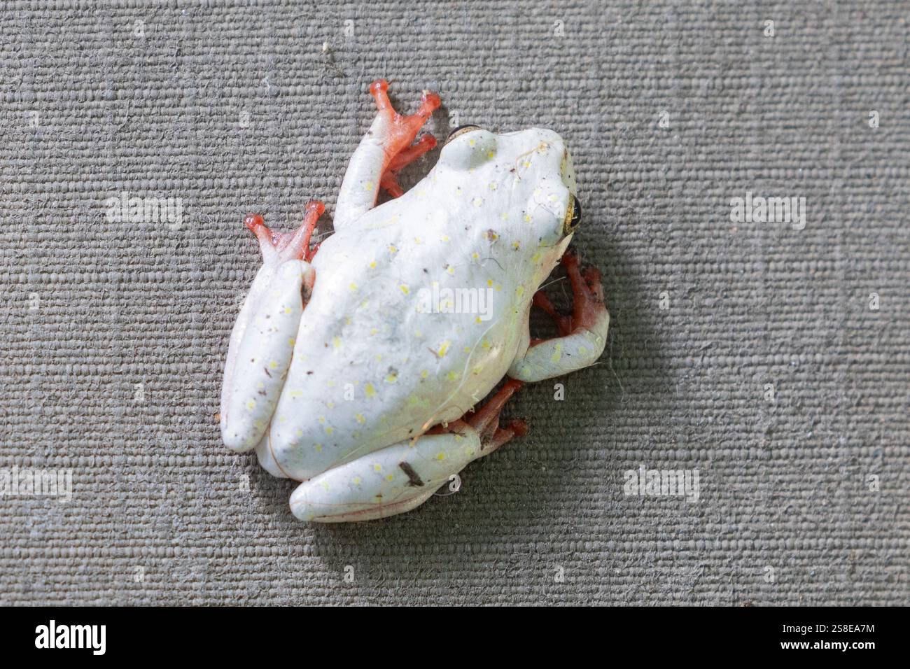 Marbled Reed Frog or Painted Reed Frog (Hyperolius marmoratus ...