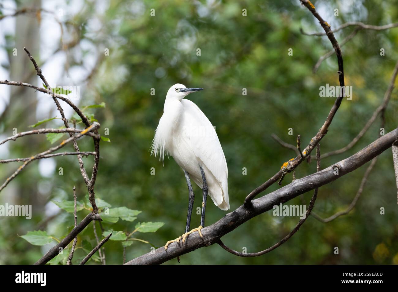 A serene little egret stands on a branch surrounded by dense foliage ...