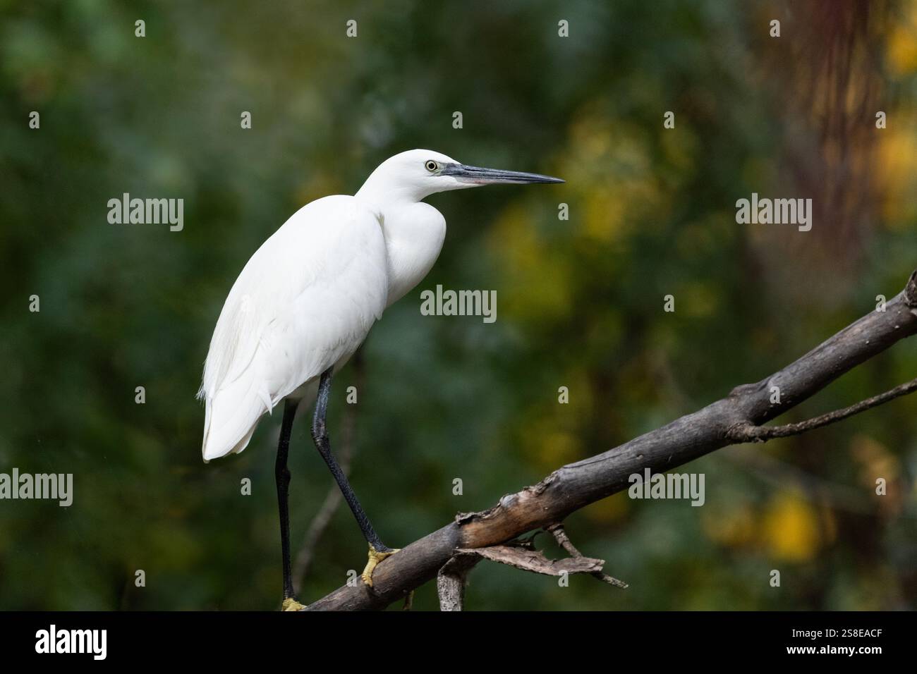 A majestic Little Egret, with its pure white plumage, stands on a ...