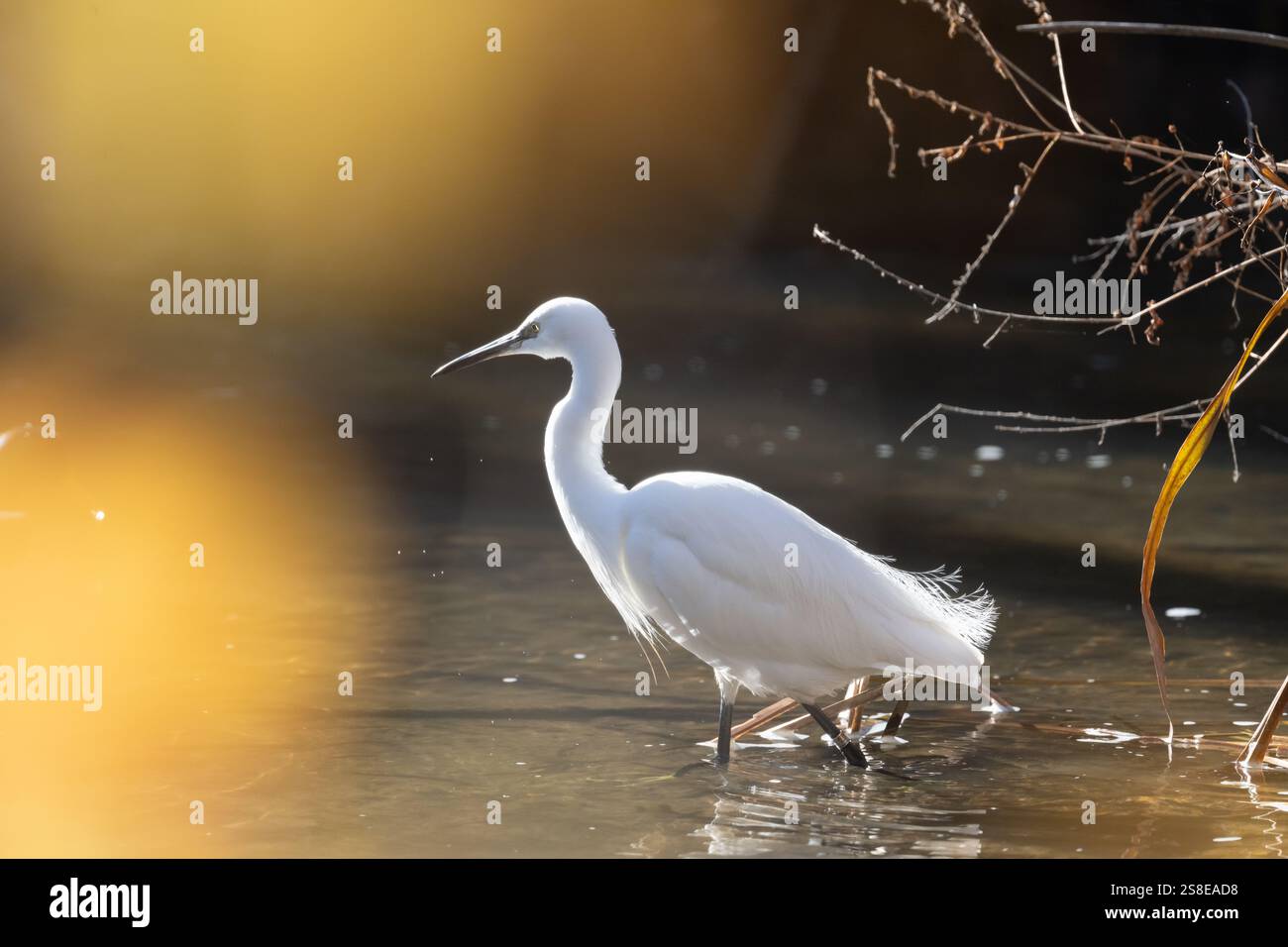 A serene little egret gracefully wading through shallow waters ...