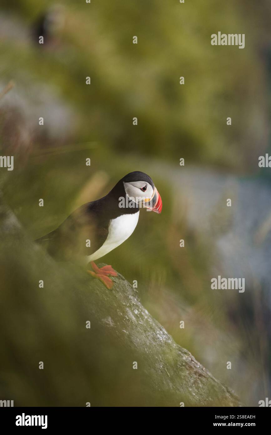 A striking puffin, Fratercula arctica, with vibrant beak colors stands ...