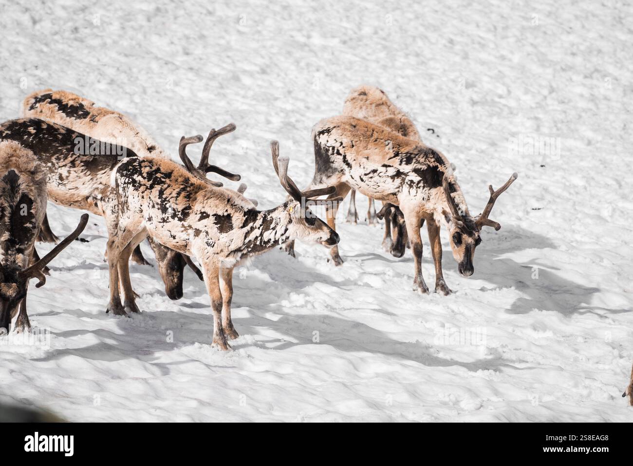 A group of reindeer, Rangifer tarandus, grazing on a snowy terrain in ...