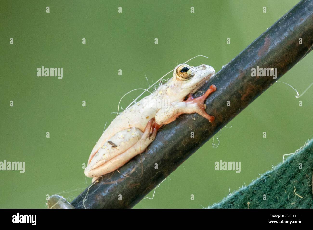 Marbled Reed Frog or Painted Reed Frog (Hyperolius marmoratus ...