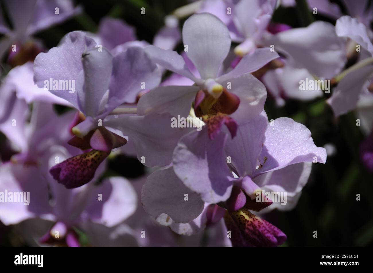 Vanda Miss Joaquim, a Singapore national flower in the VIP part of the ...